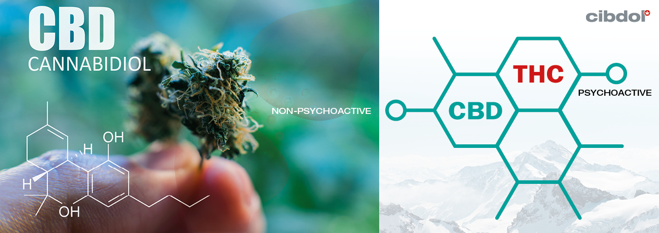¿Puede el aceite de CBD causar adicción? ¿Puede el aceite de CBD causar adicción?